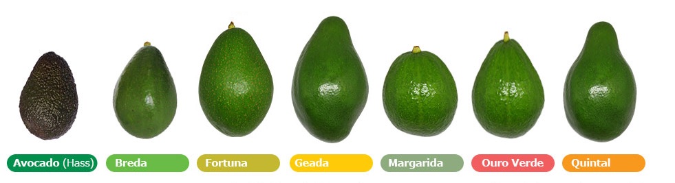 Embalado pelo mundo fit, cultivo de abacate cresce 2.200% na Bahia ...